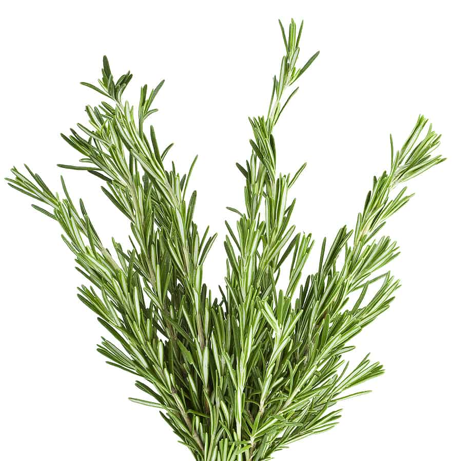 Rosemary Leaf