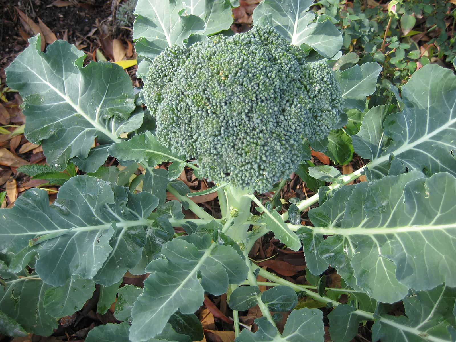 How to Plant and Grow Broccoli