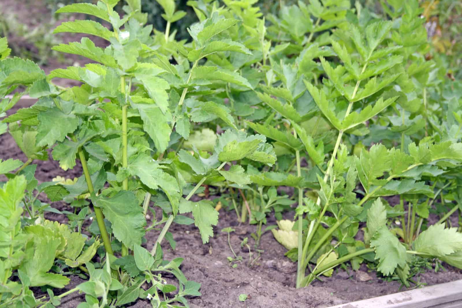 Parsnips Growing